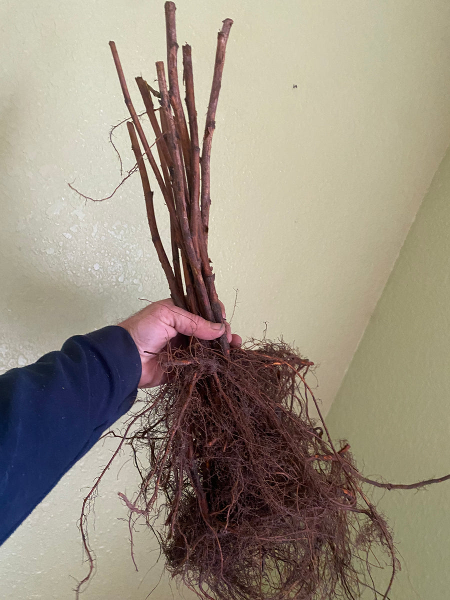Raspberry Bare root live plant "Nova" – Pangaea Plants, LLC